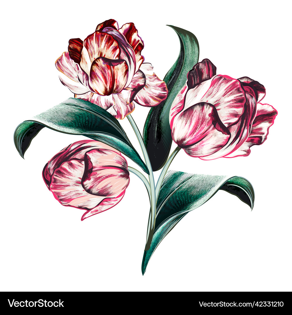 Handgezogene Tulpe im Vintage-Botanischen Stil Vektorbild