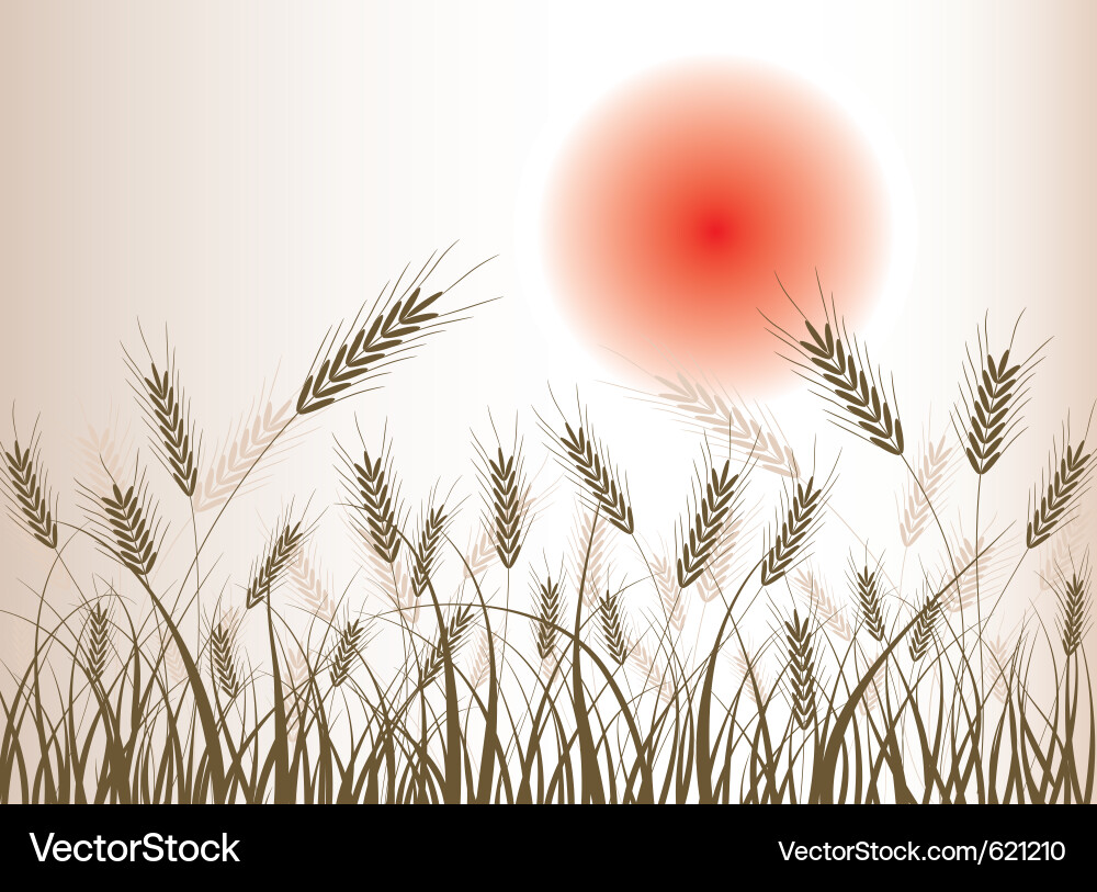 Wheat background Royalty Free Vector Image - VectorStock