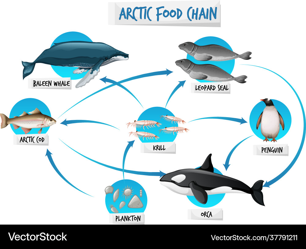 Arctic Food Chain Diagramm Konzept Lizenzfreies Vektorbild