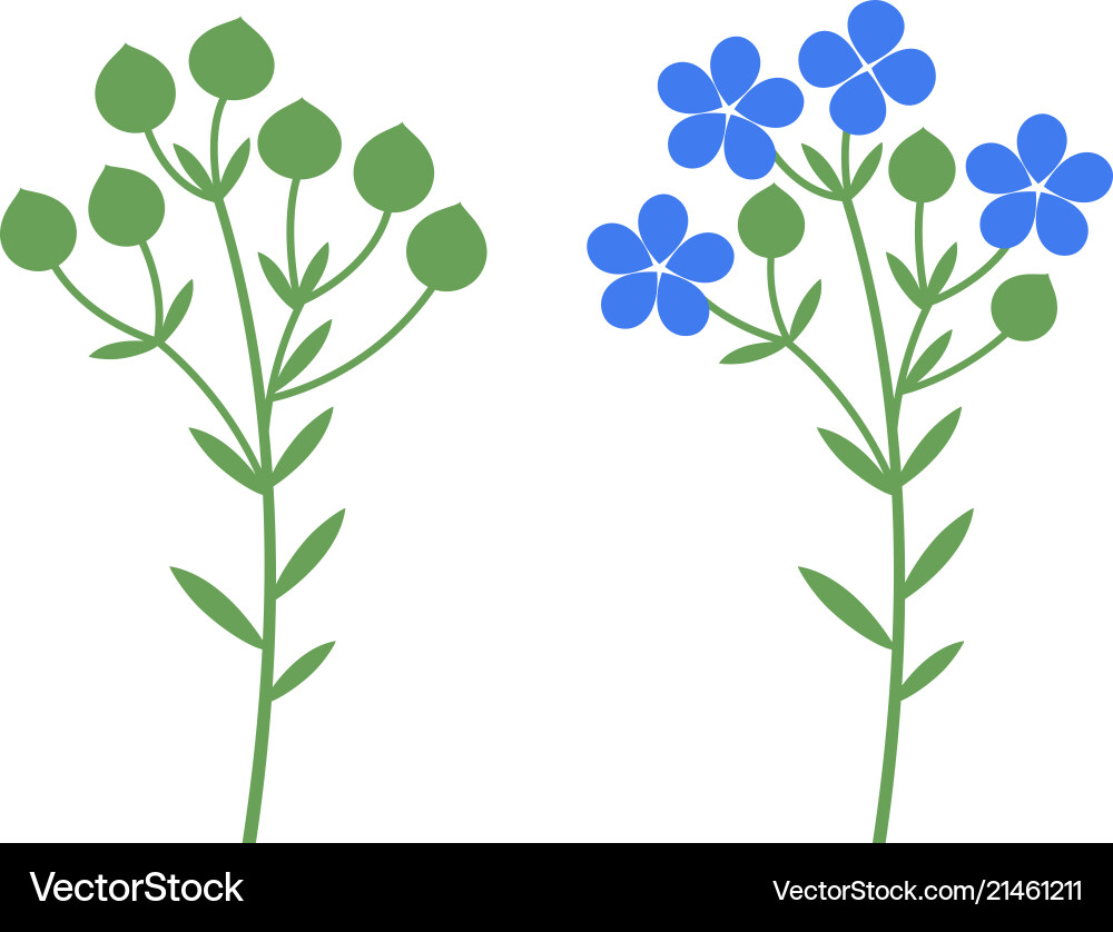 Flax Royalty Free Vector Image - VectorStock