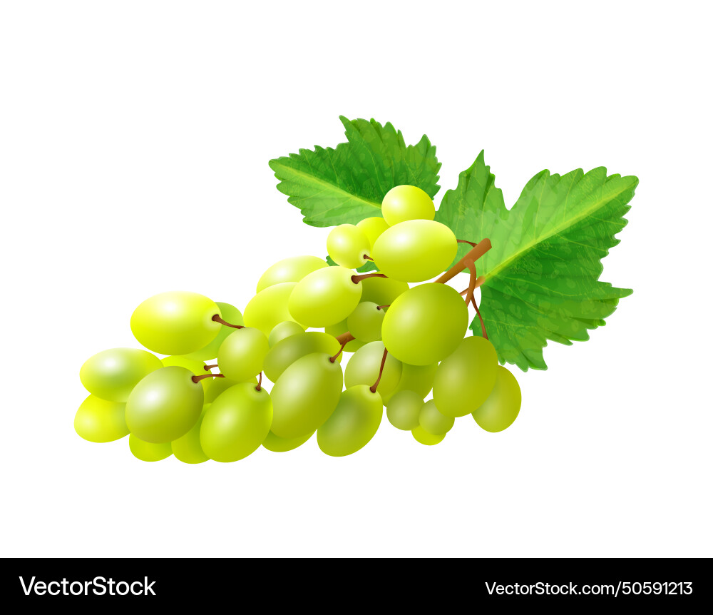 Realistic grapes Royalty Free Vector Image - VectorStock