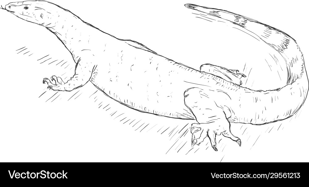 Simple Lizard Diagram How To Draw A Lizard | Design School