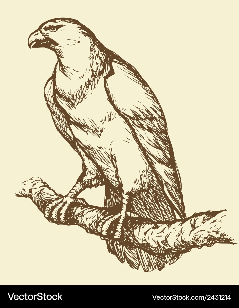 Eagle Royalty Free Vector Image - VectorStock