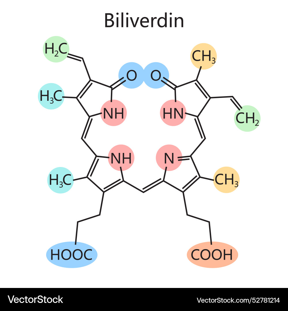 Hemoglobin molecular structure diagram medical Vector Image