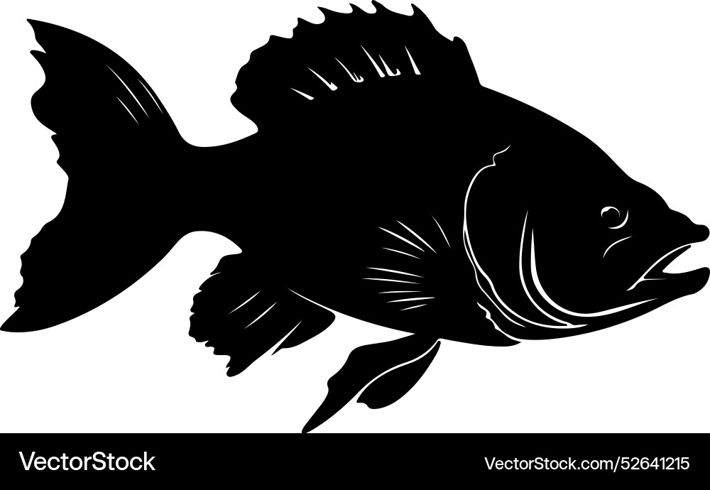 Coelacanth fish silhouette white background Vector Image