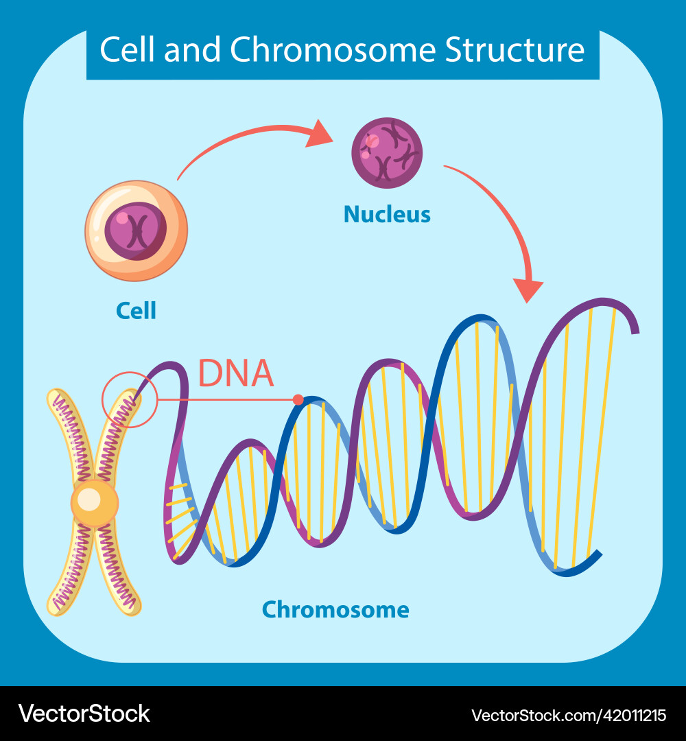 Diagram showing cell and chromosome structure Vector Image
