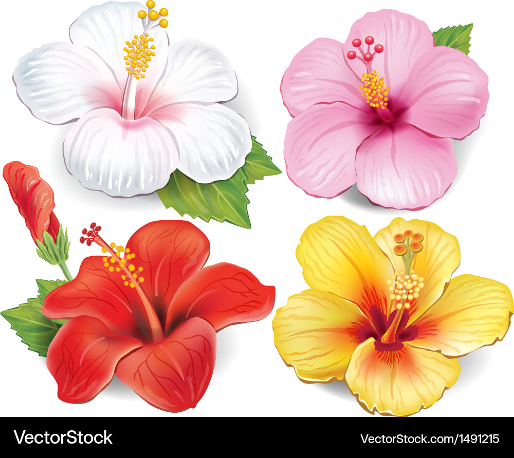 Set of hibiscus Royalty Free Vector Image - VectorStock