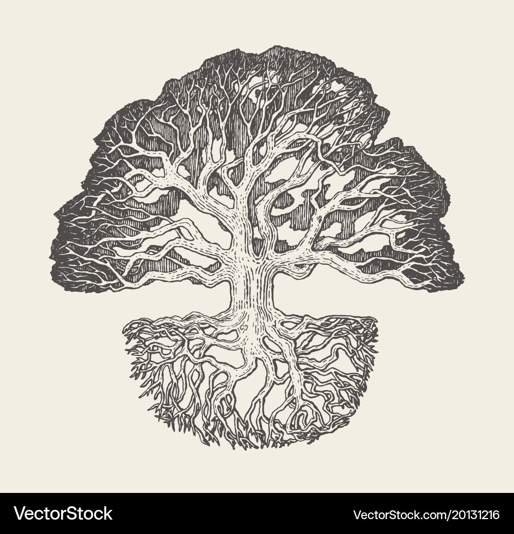 Old oak tree root system drawn Royalty Free Vector Image