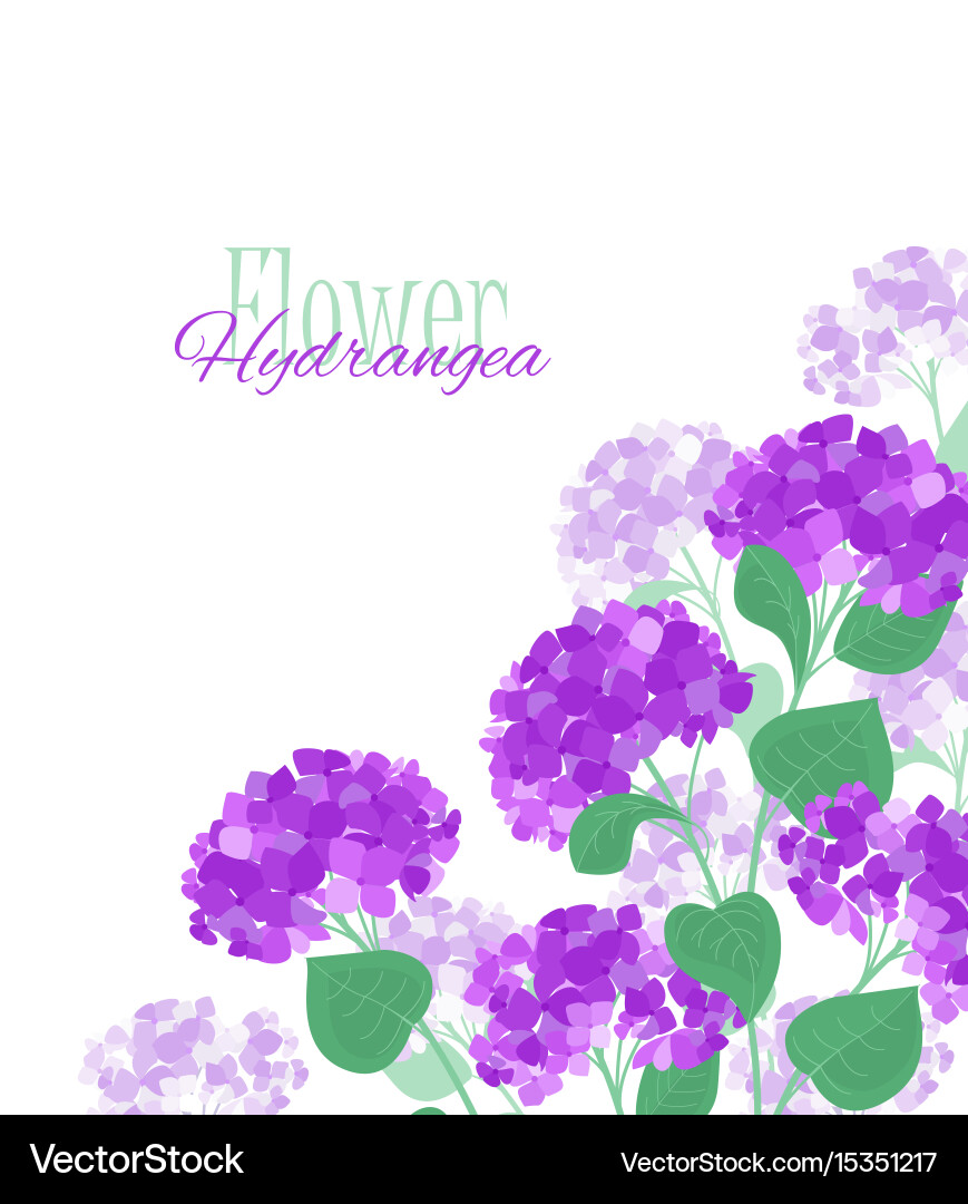 Hydrangea flower Royalty Free Vector Image - VectorStock