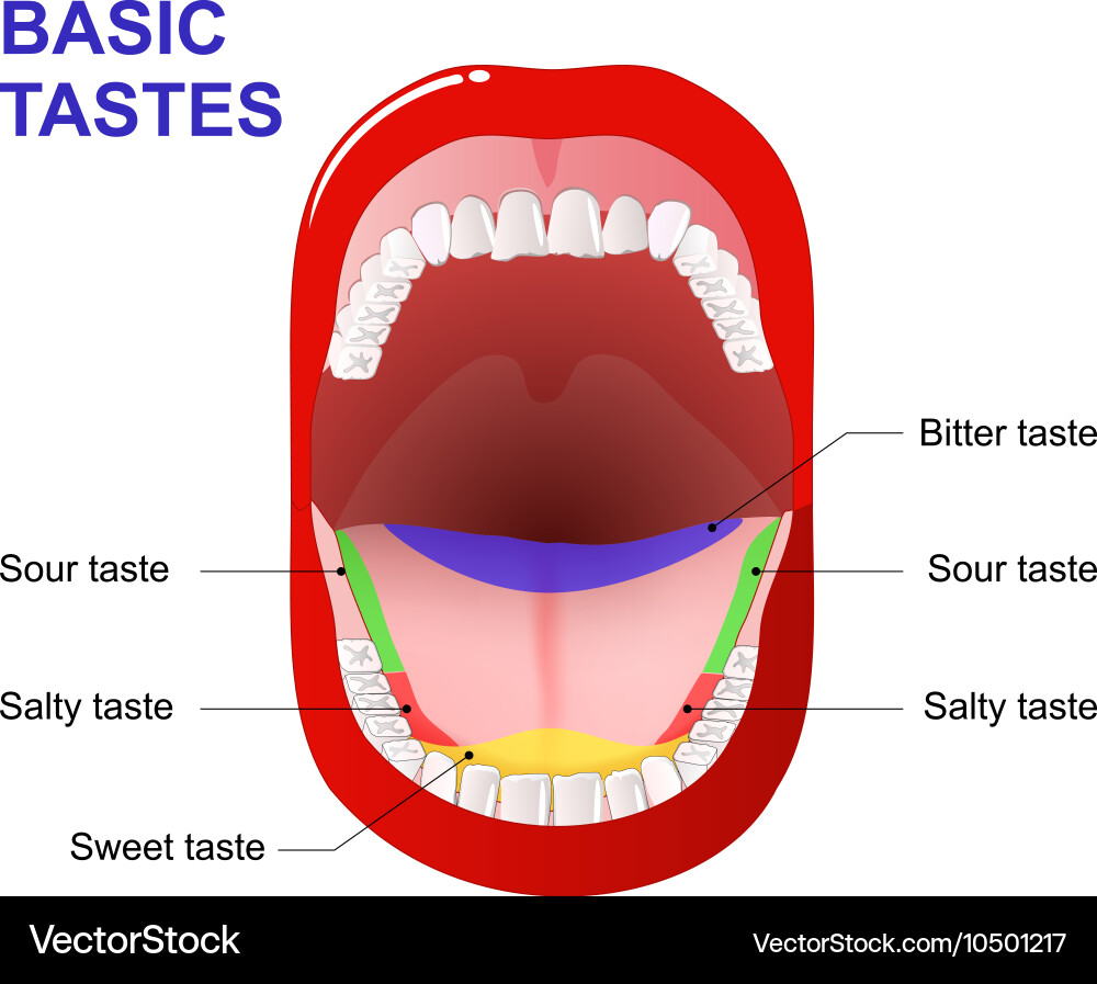 Taste areas Royalty Free Vector Image - VectorStock