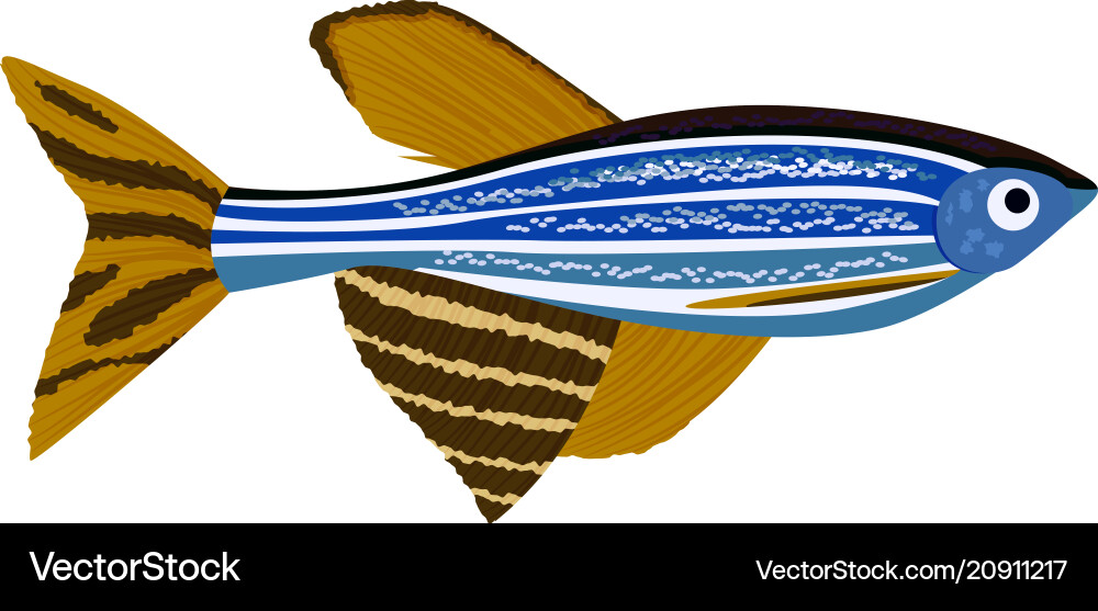Zebrafish cartoon danio rerio aquarium fish Vector Image