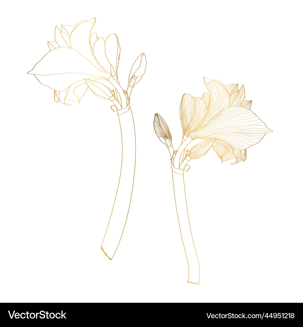 Decorative line golden clivia amaryllis branch Vector Image