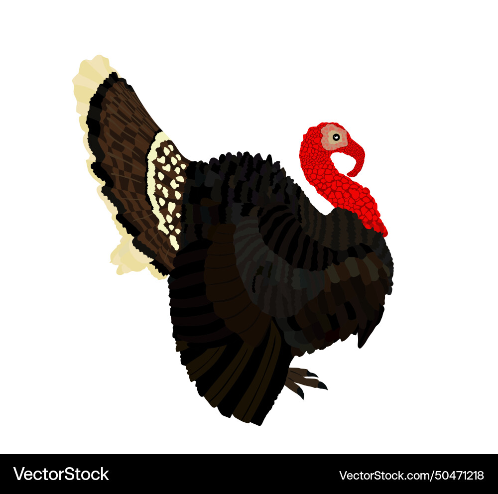 Wild turkey isolated on white Royalty Free Vector Image