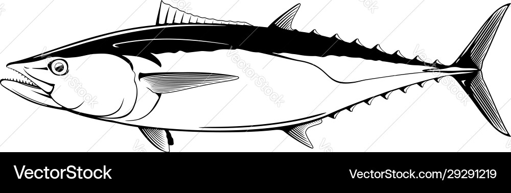 Dogtooth Tuna Fish - Black & White Royalty Free Vector