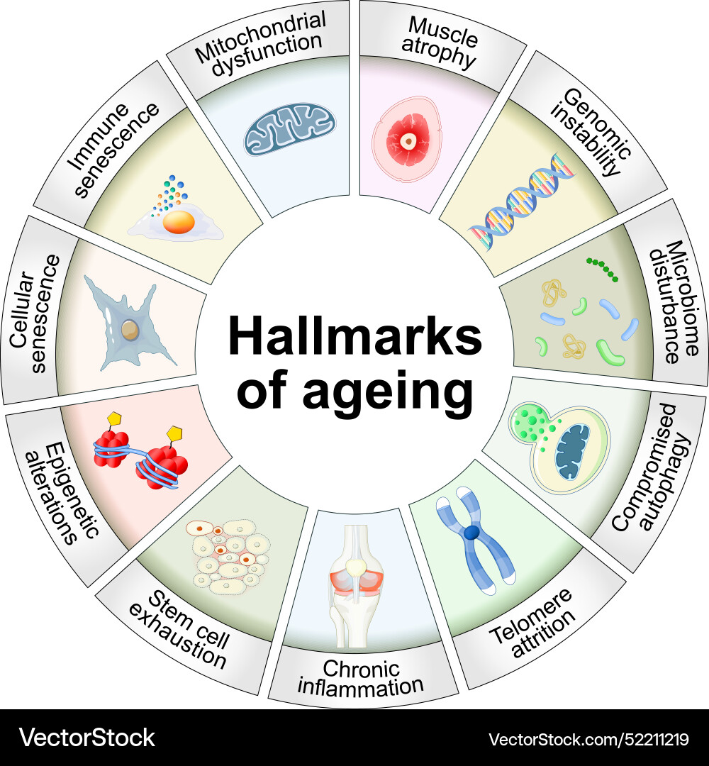 Hallmarks of ageing cellular senescence Royalty Free Vector
