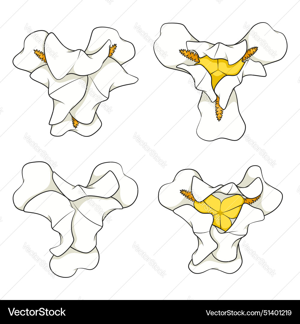 Set of color with white iris flowers Royalty Free Vector