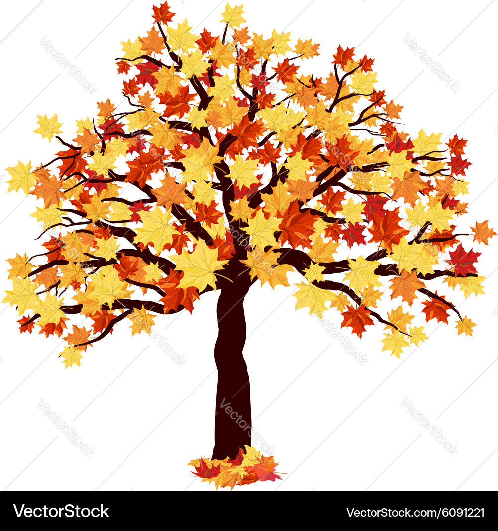 Autumn maple tree Royalty Free Vector Image - VectorStock