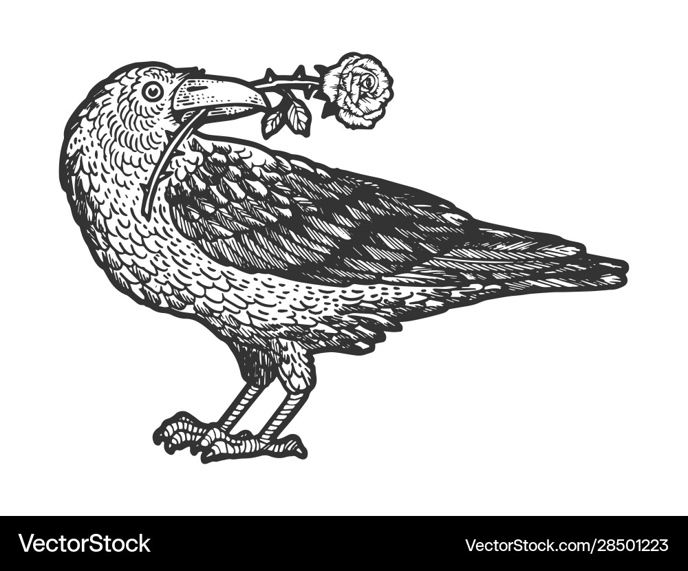 Raven with rose in beak sketch Royalty Free Vector Image