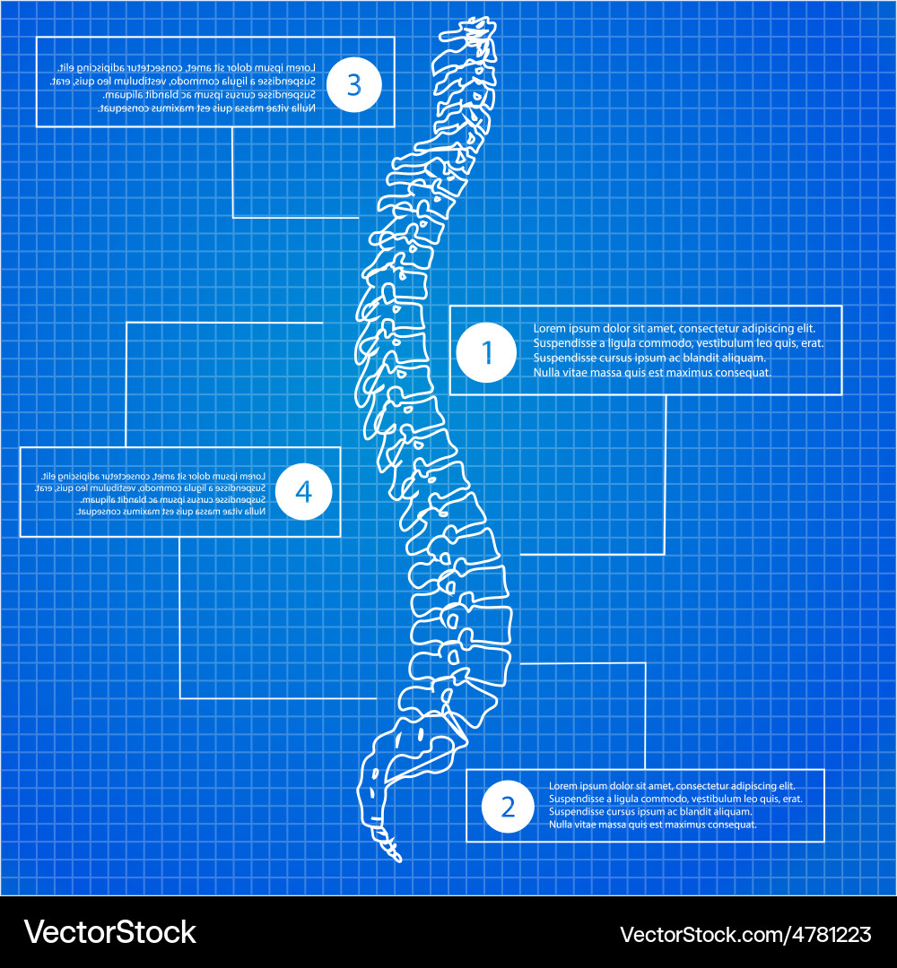 Spinal diagram Royalty Free Vector Image - VectorStock