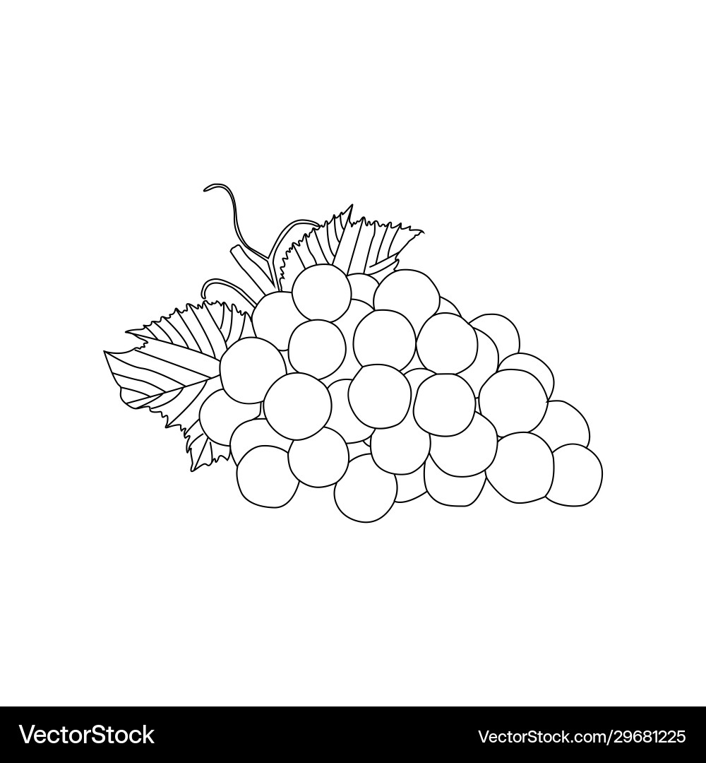 Hand drawn line art grape eps 10 Royalty Free Vector Image