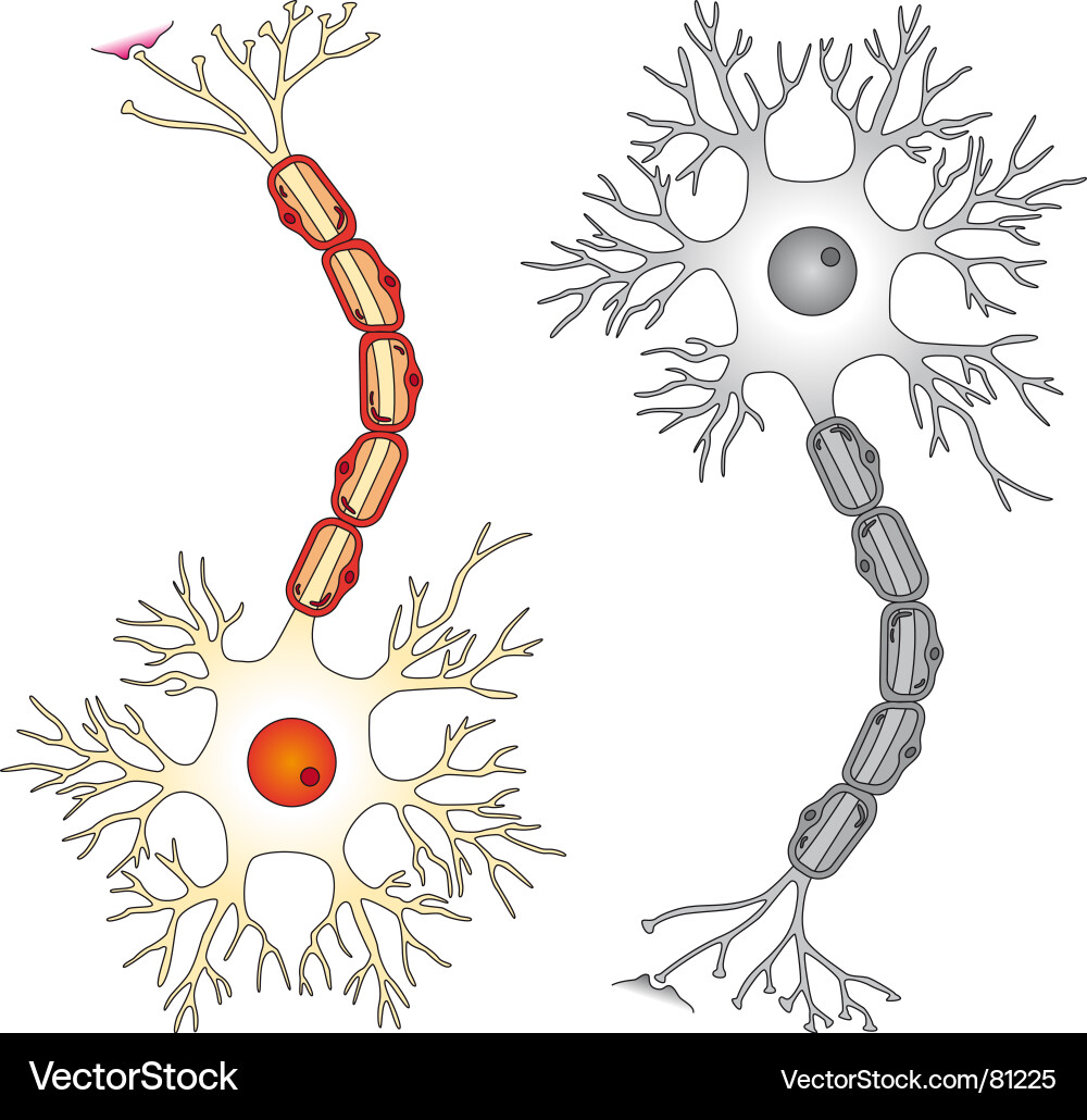 Stimuli Vector Images (51)