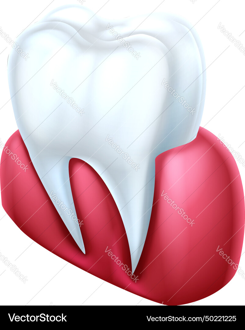 Tooth and gum Royalty Free Vector Image - VectorStock
