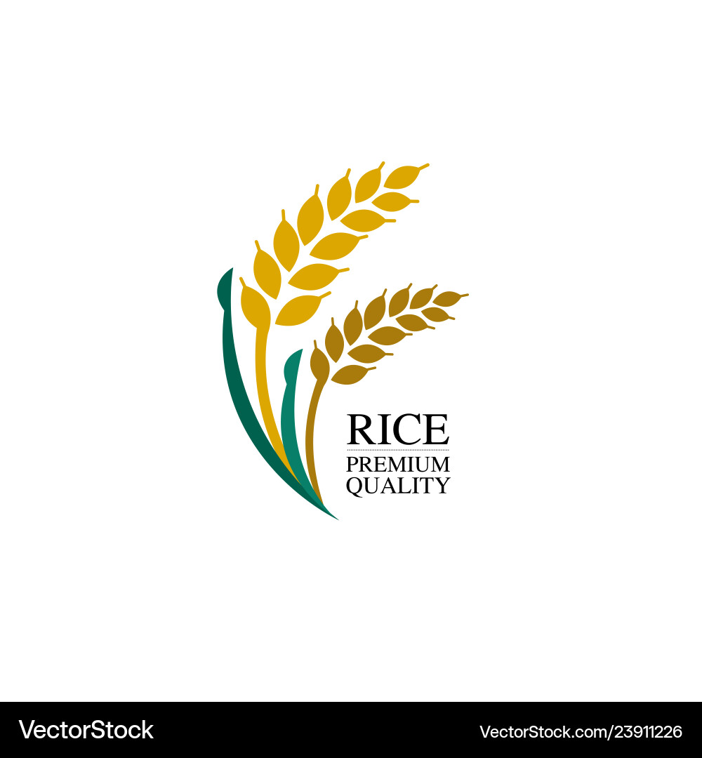 Premium rice great quality design concept Vector Image