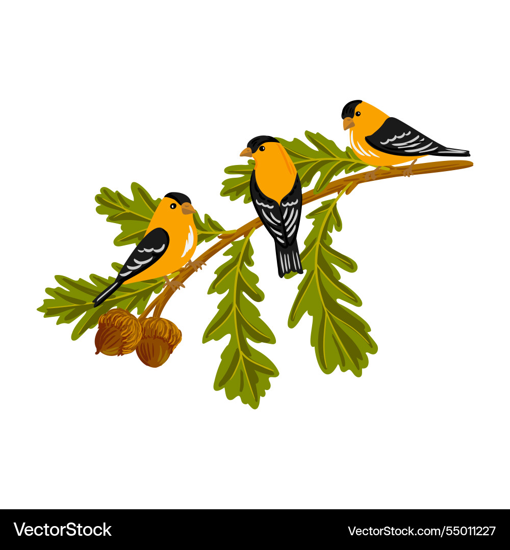 Drawing branch of burr oak tree Royalty Free Vector Image