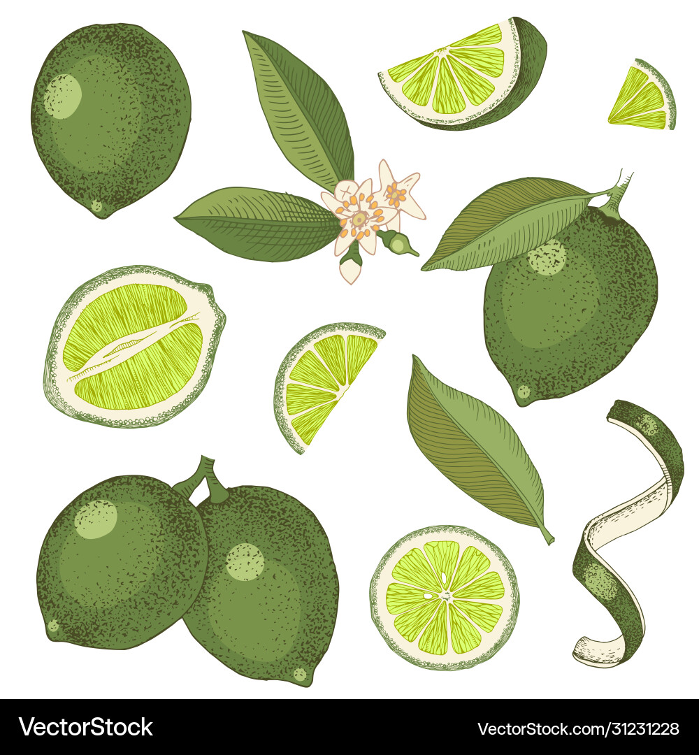 Hand drawn limes blooming lime branch half Vector Image