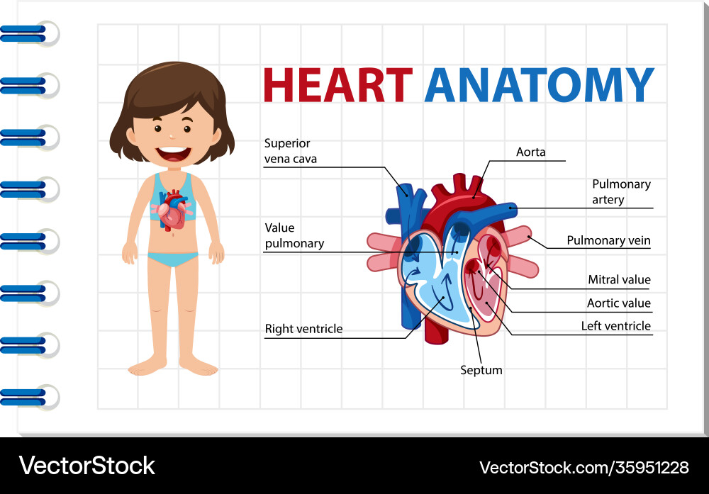 Information poster human heart diagram Royalty Free Vector