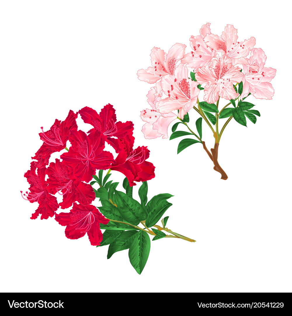 Branches light pink and red flowers rhododendrons Vector Image