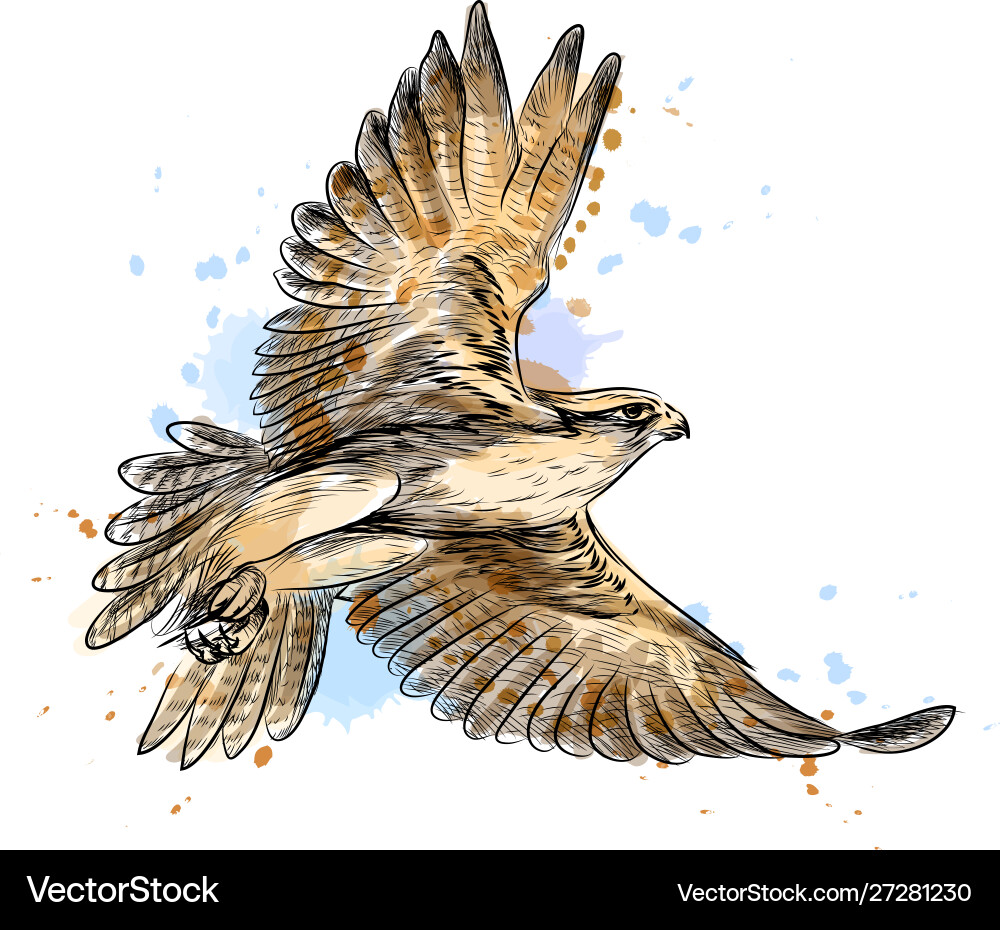 Falcon in flight from a splash watercolor hand Vector Image