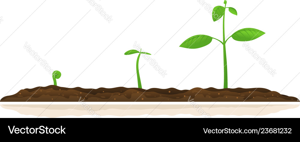 Growing plants progress Royalty Free Vector Image