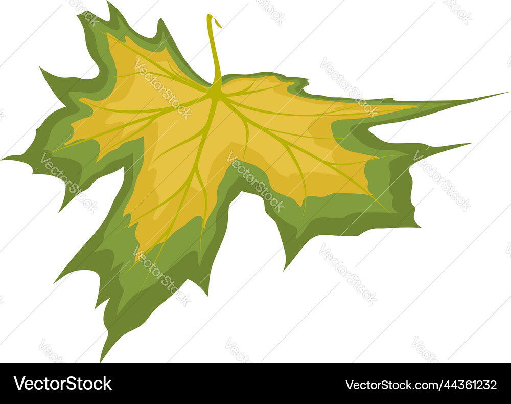 Maple leaf Royalty Free Vector Image - VectorStock
