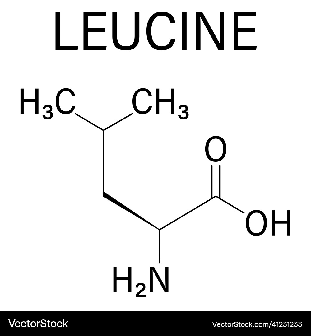 Leucine amino acid molecule skeletal formula Vector Image