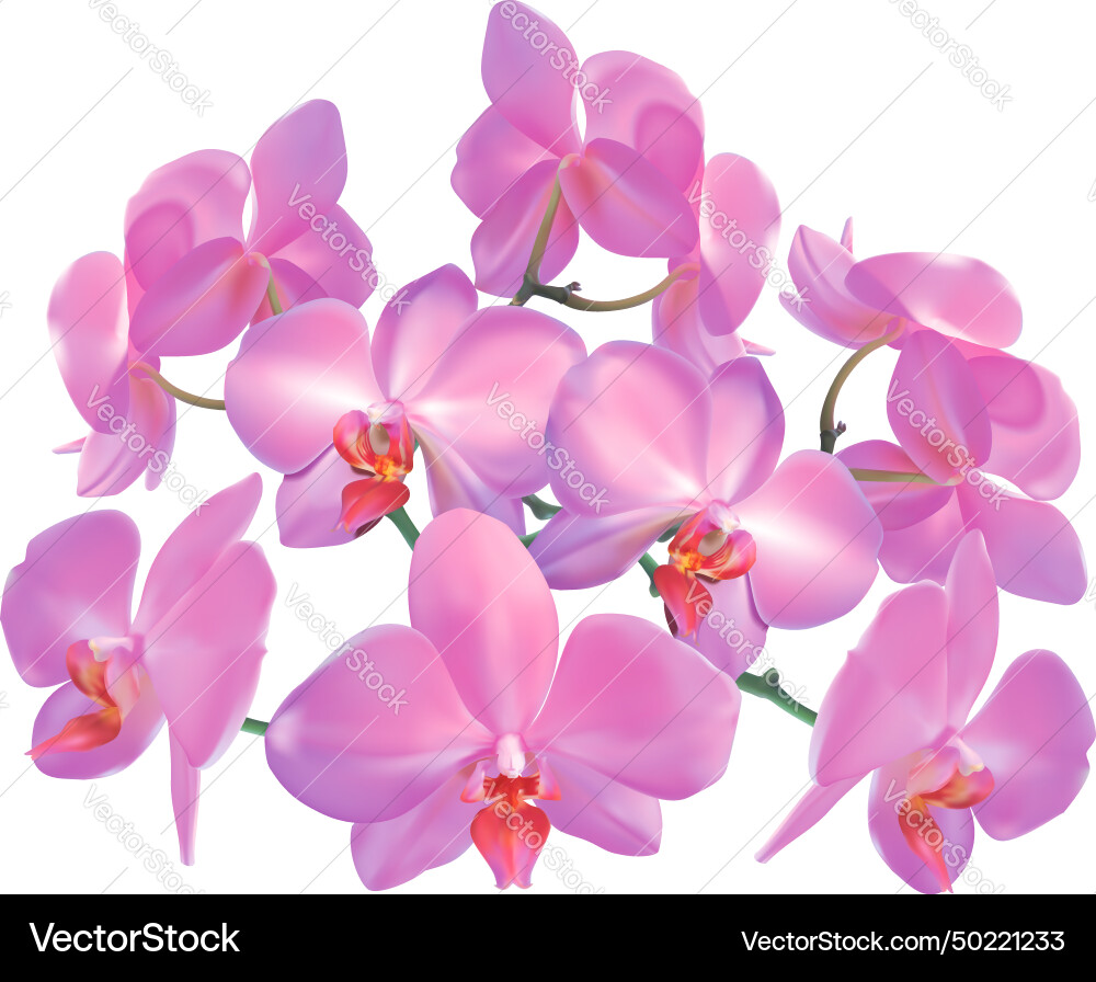 Orchids flowers Royalty Free Vector Image - VectorStock