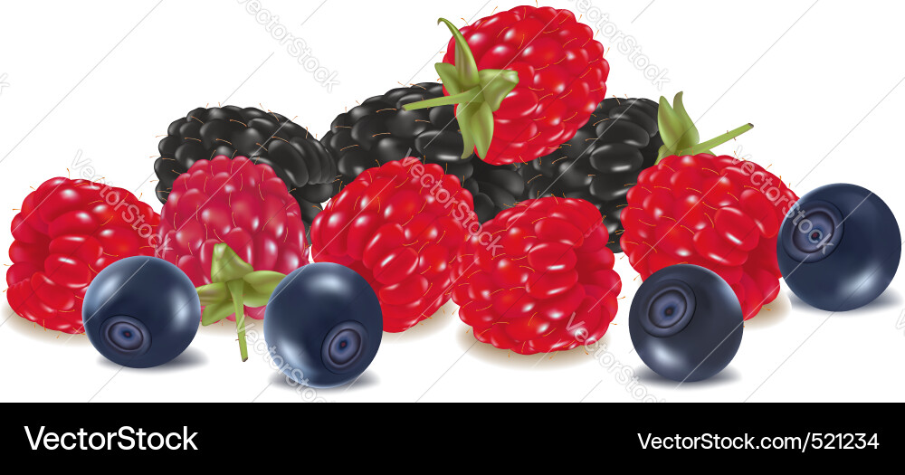 Group of colored berries Royalty Free Vector Image