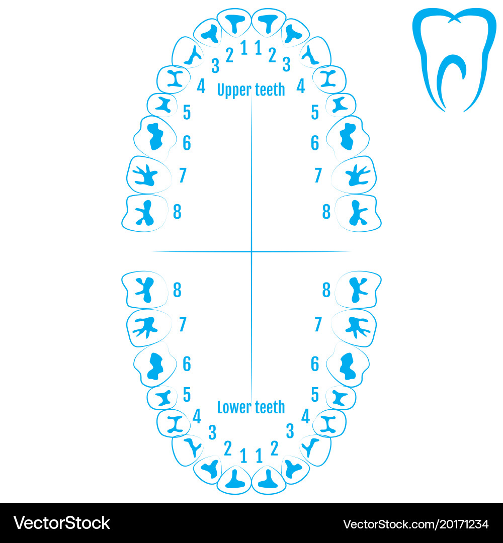 Tooth Numbering Illustration