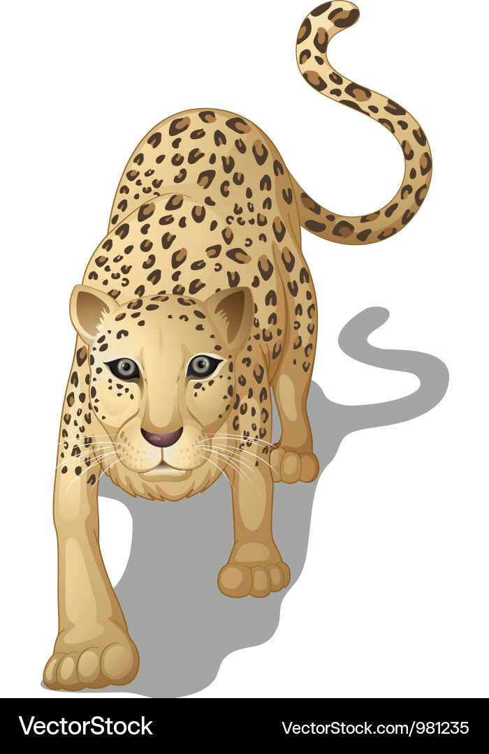 Leopard Royalty Free Vector Image - VectorStock