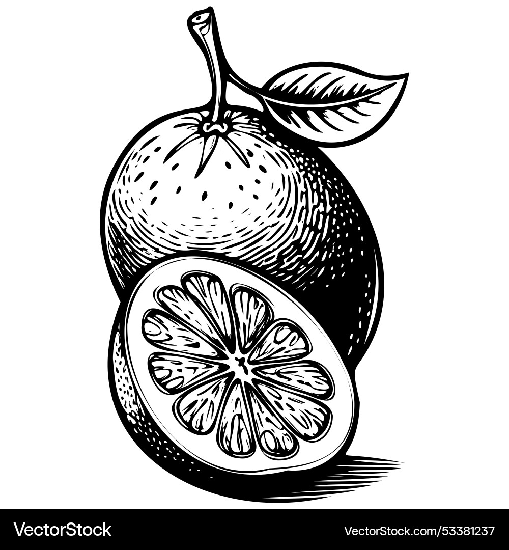Citron drawing vintage fruit image Royalty Free Vector Image