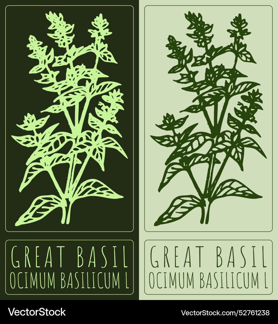 Drawing great basil hand drawn Royalty Free Vector Image