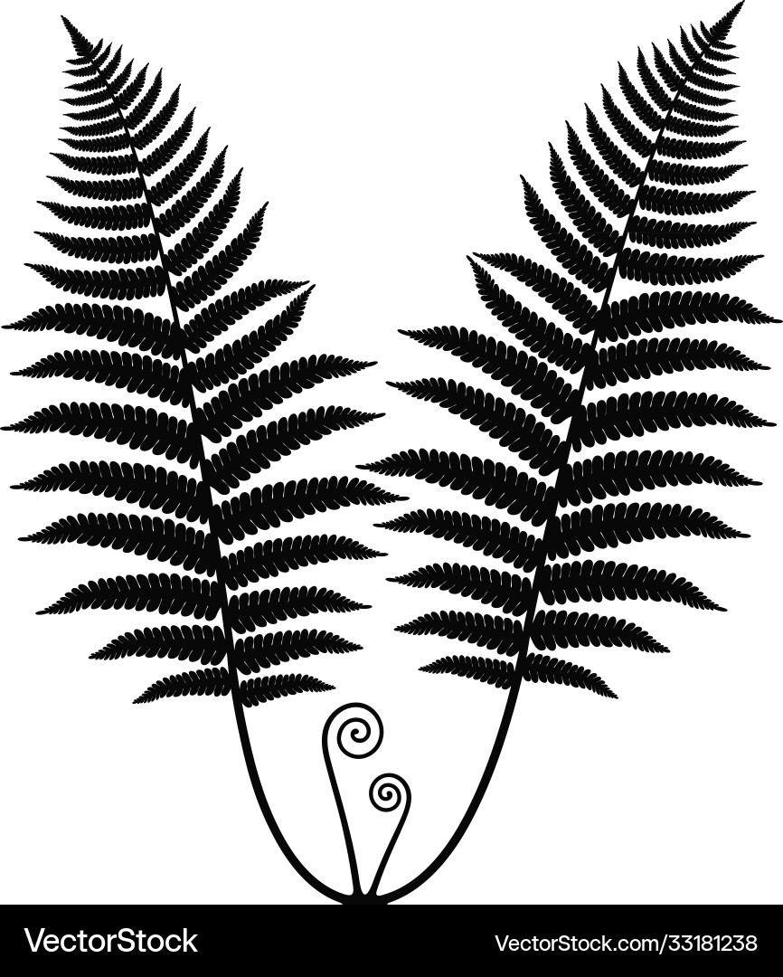 Fern Royalty Free Vector Image - VectorStock