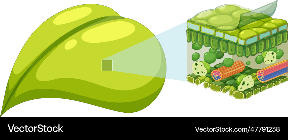 Internal structure of leaf diagram Royalty Free Vector Image
