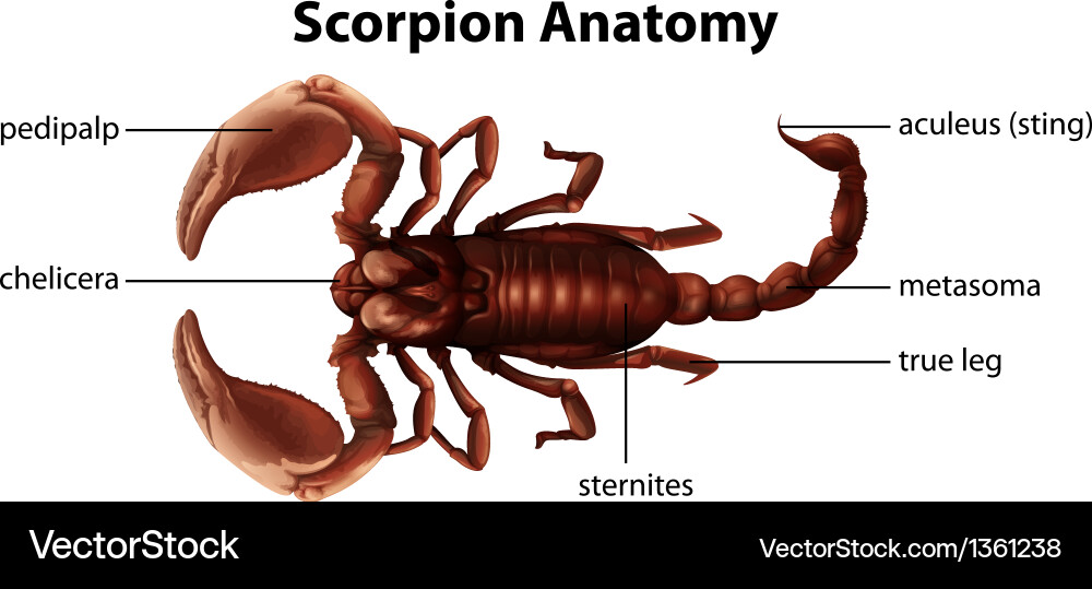 Scorpion Parts
