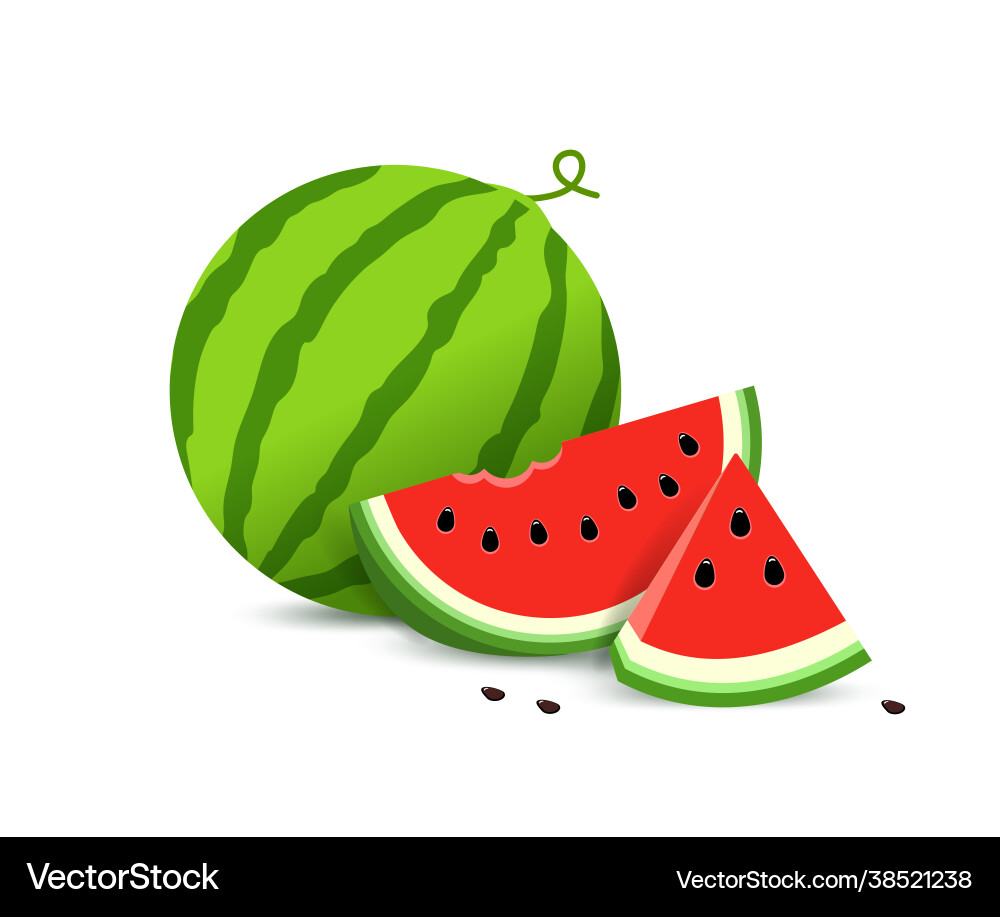 Watermelon and juicy slices Royalty Free Vector Image