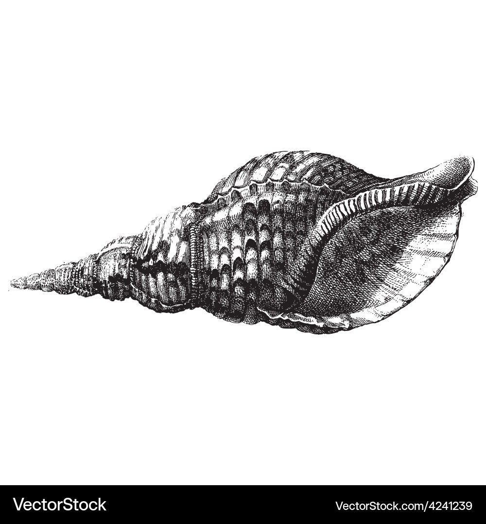 Sea shell Royalty Free Vector Image - VectorStock