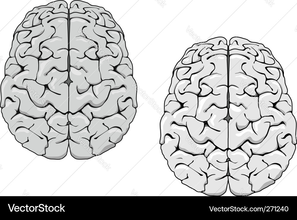 Human brain Royalty Free Vector Image - VectorStock