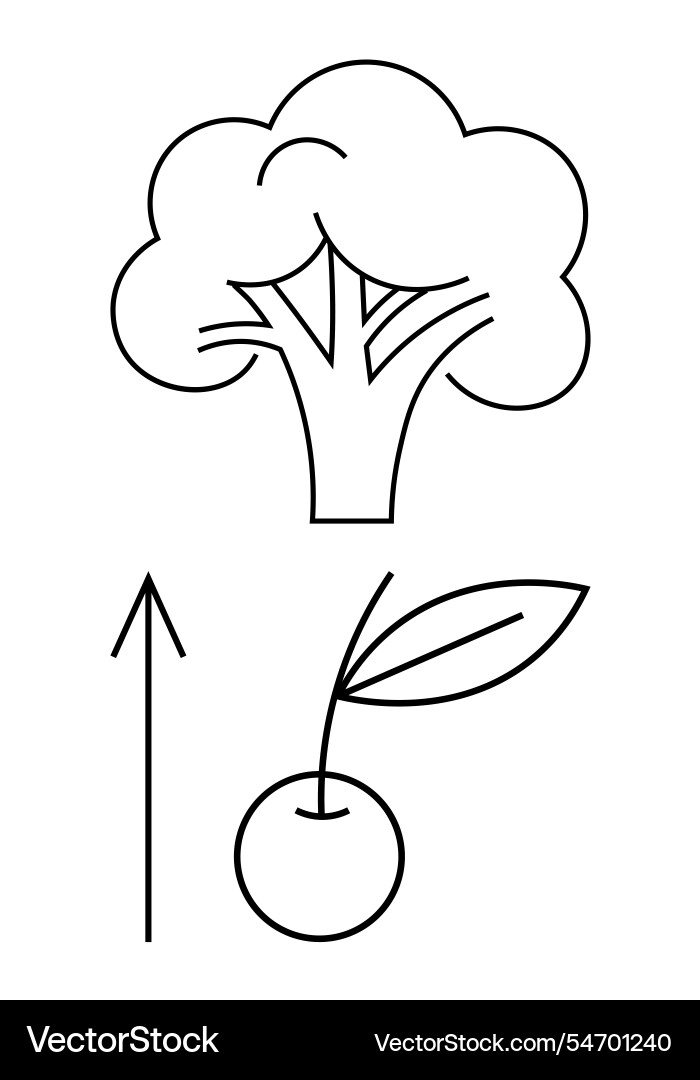 Vertical growth concept with broccoli and cherry Vector Image