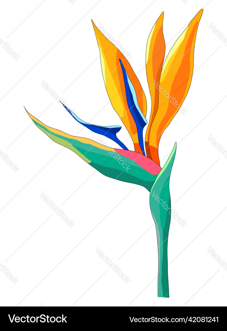 Strelitzia flower is bright in color Royalty Free Vector