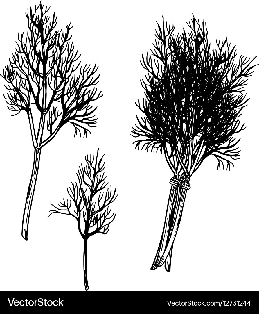 Hand drawn dill sketch Royalty Free Vector Image